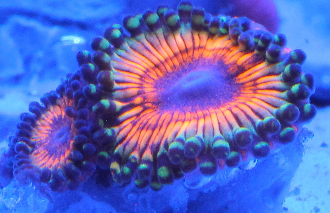 Bulldawg Reef Originals – Bulldawg Reef LLC